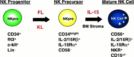 B-NDG hIL15 Mice: Where Enhanced Human Immune Reconstitution Fuels NK ...