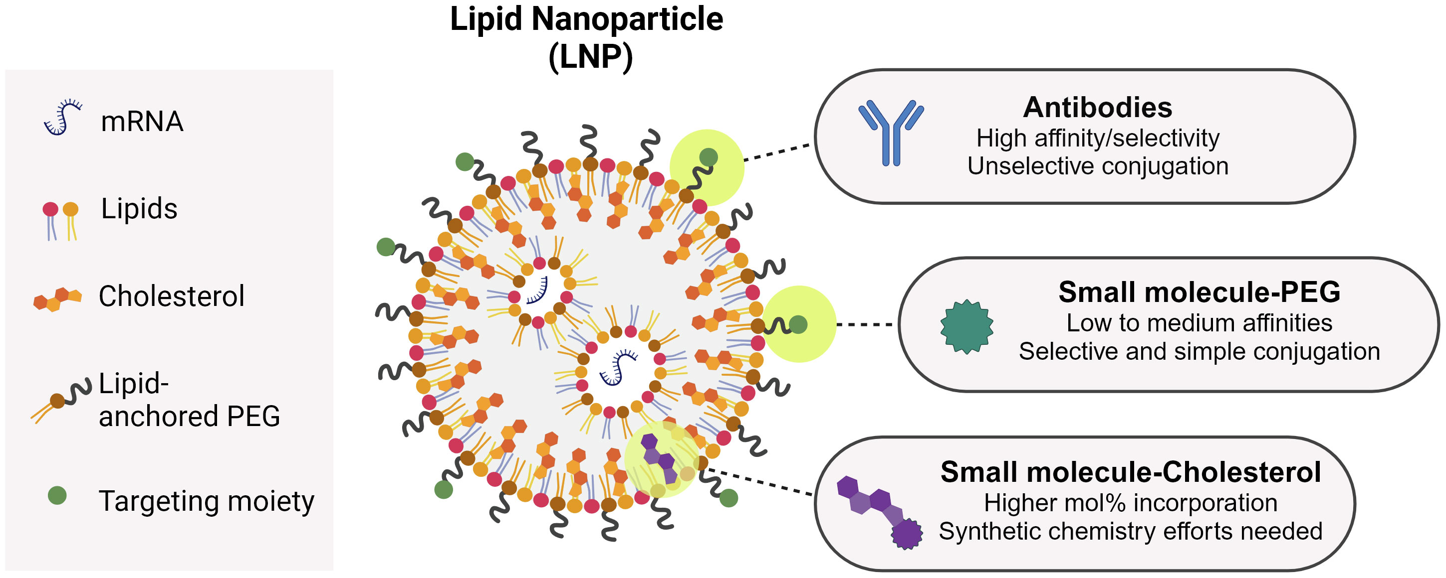Antibody–Conjugated LNPs in the Spotlight: Precision Delivery for ...