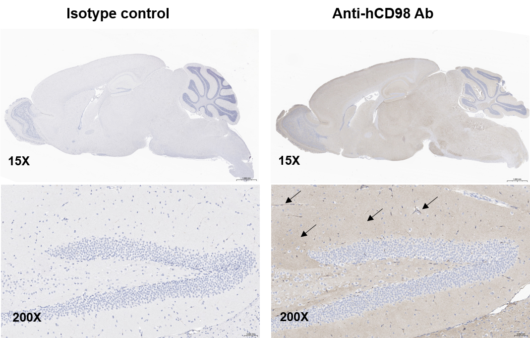 Mapping Drug Biodistribution: Tracing the Journey to Target Tissues