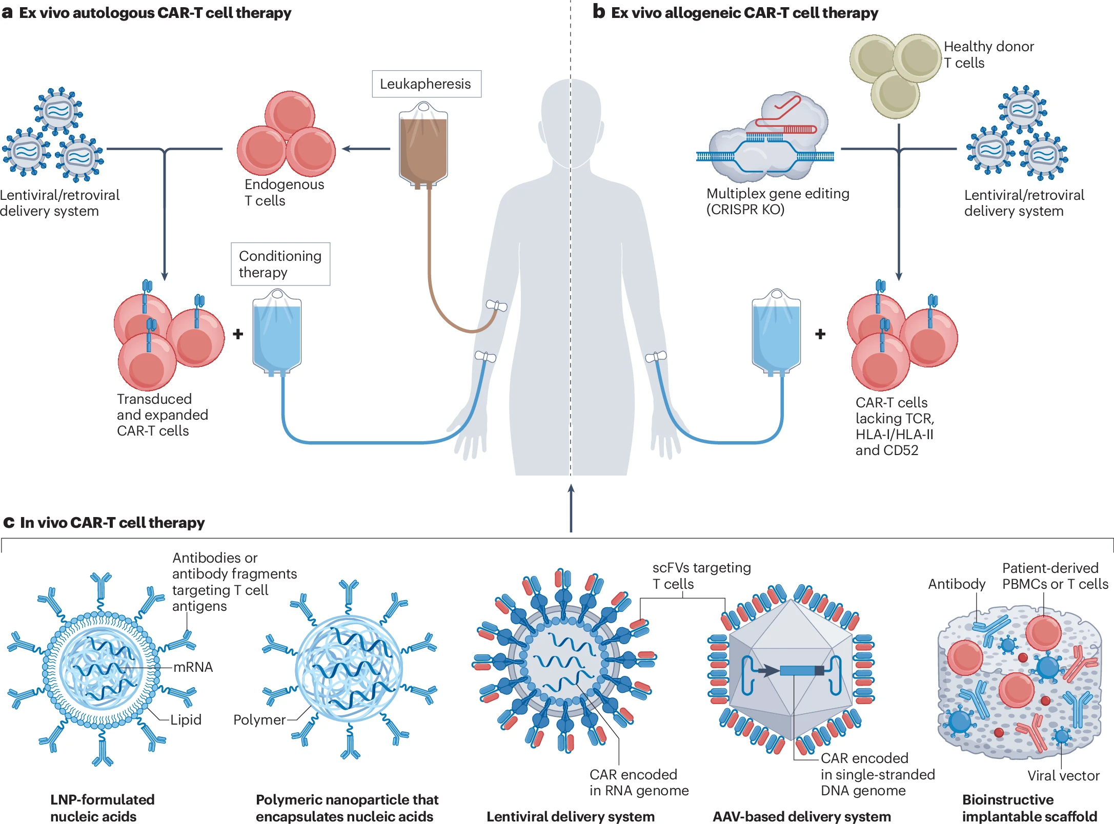 Fully Human VHH Antibodies: Powering the Next Generation of In Vivo CAR-T