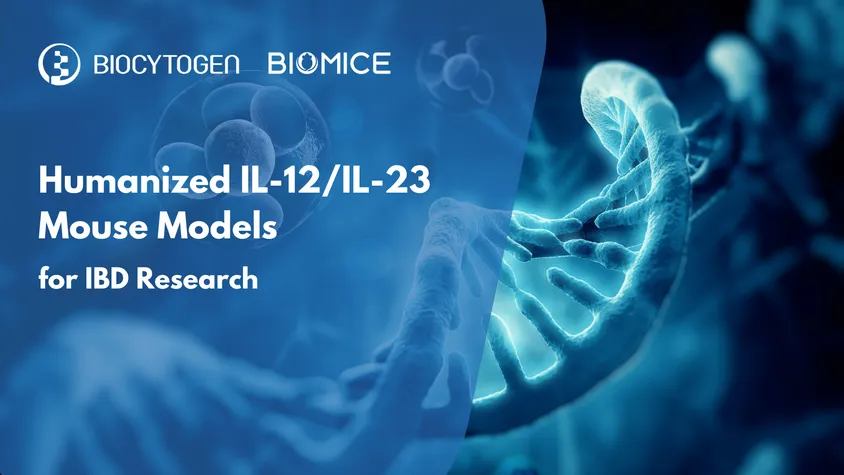 Humanized IL-12/IL-23 Mouse Models: Bridging Mechanism and Medicine for IBD Therapy
