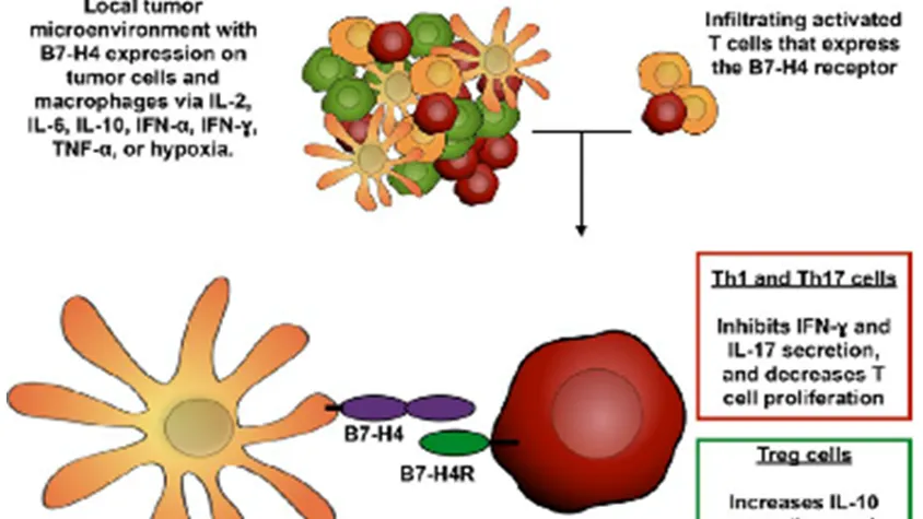 B7-H4 | B7家族又一肿瘤治疗潜力靶点