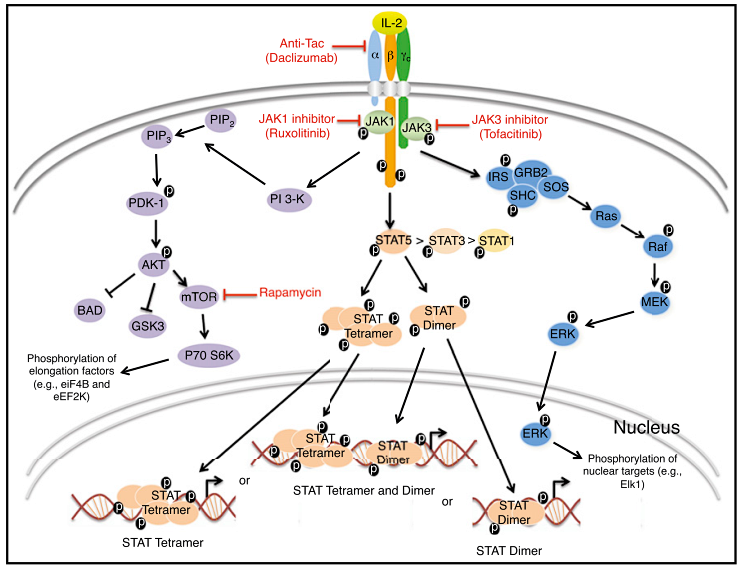 IL2RA，免疫治疗领域的潜力股