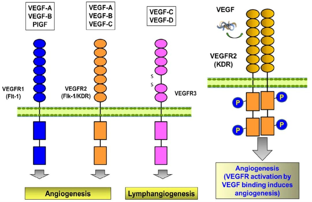 阻断VEGFR2，让肿瘤弹尽粮绝！