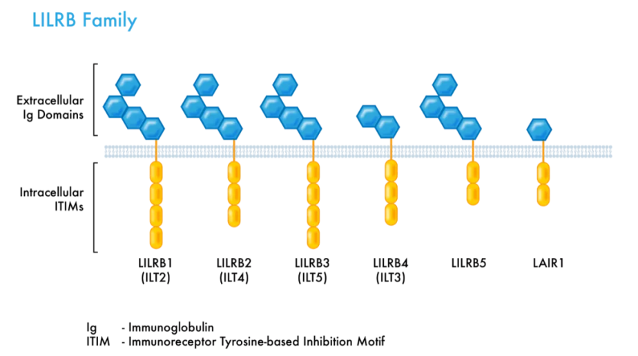 拒绝免疫逃逸，理想治疗新靶点LILRBs