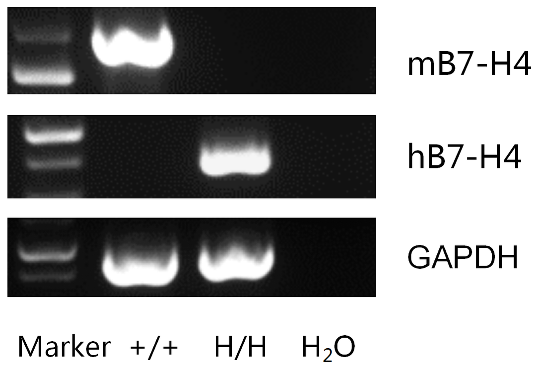 B7-H4 | B7家族又一肿瘤治疗潜力靶点