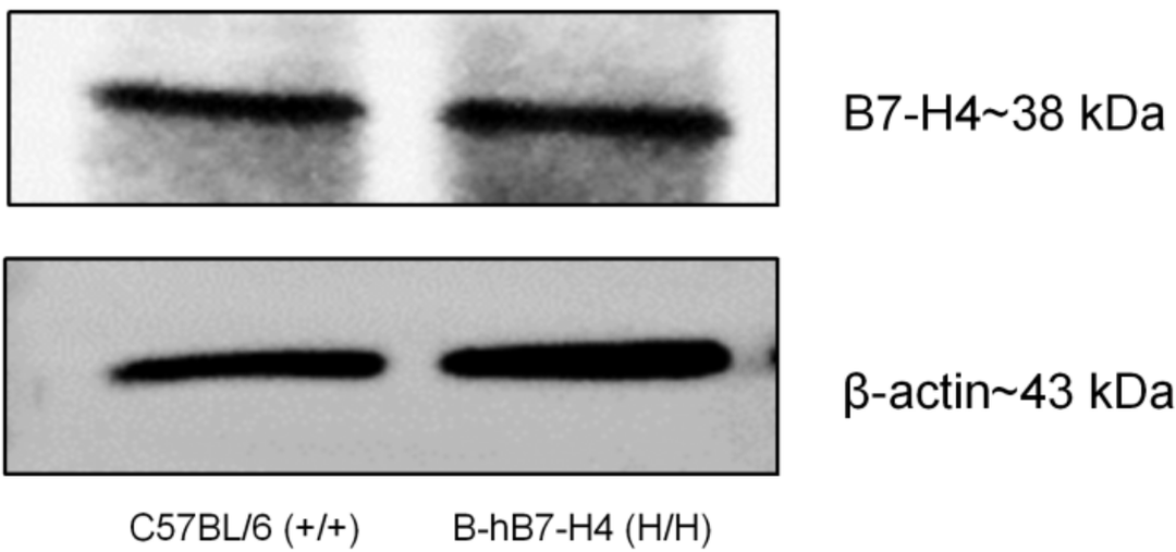 B7-H4 | B7家族又一肿瘤治疗潜力靶点