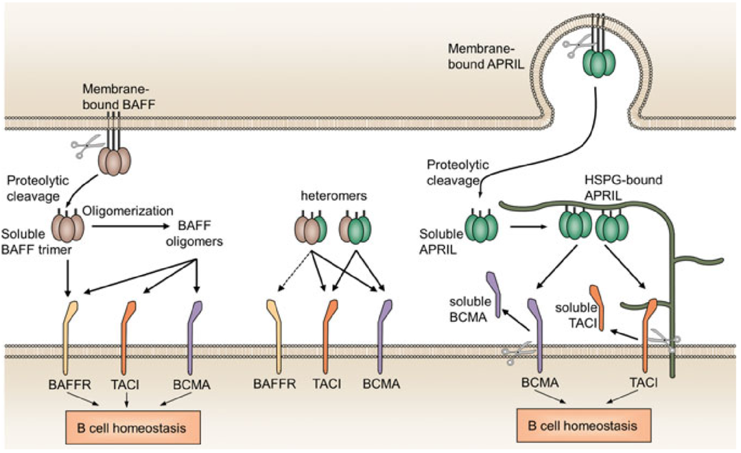BAFF，自身免疫性疾病治疗新靶点