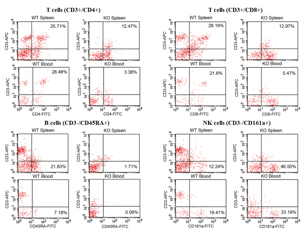 关于免疫缺陷大鼠，你知多少？