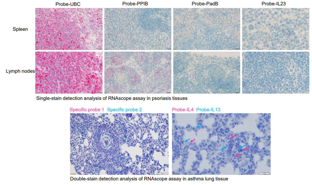 病理平台介绍丨你想了解的都在这儿