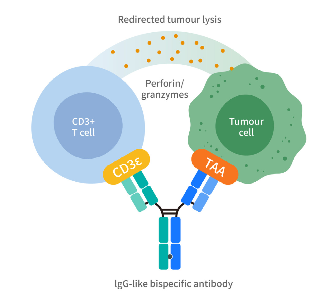 披荆斩棘，CD3-BsAbs的下一站-攻克实体瘤！