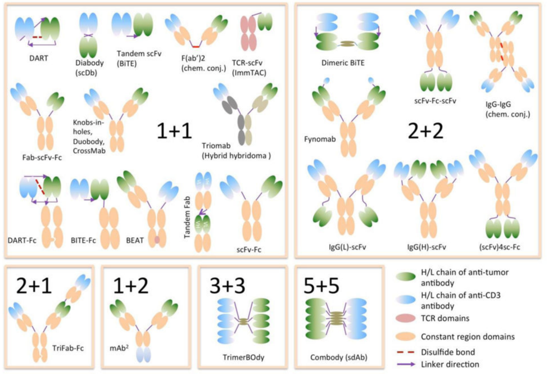 披荆斩棘，CD3-BsAbs的下一站-攻克实体瘤！