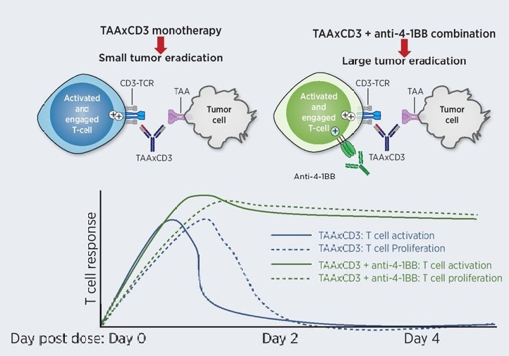 披荆斩棘，CD3-BsAbs的下一站-攻克实体瘤！