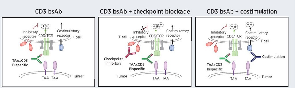 披荆斩棘，CD3-BsAbs的下一站-攻克实体瘤！