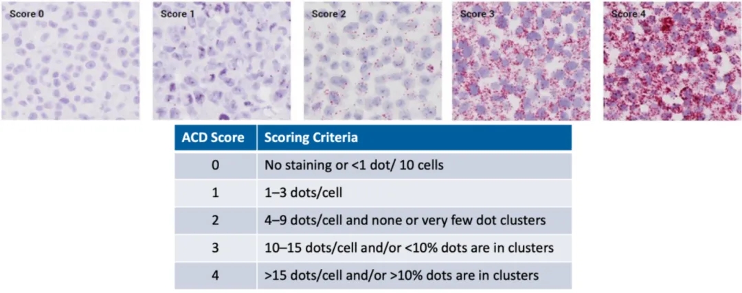 【病理专题】RNAscope技术介绍及应用