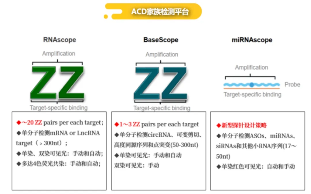 【病理专题】RNAscope技术介绍及应用
