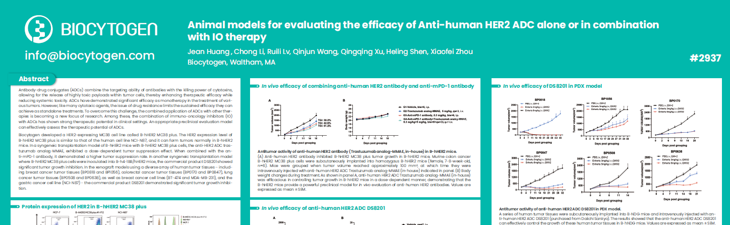 AACR 2025: Animal models for evaluating the efficacy of anti-human HER2 ...