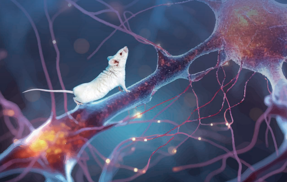 Humanized Mice for Neurological Disorders