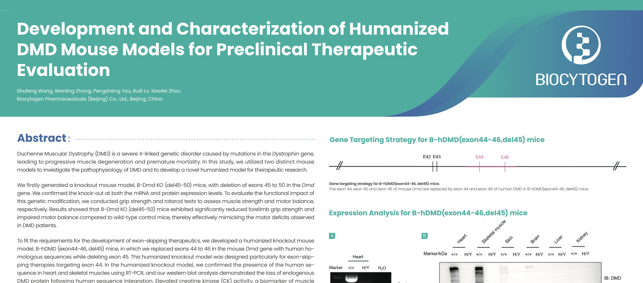 SFN 2025: Development and Characterization of Humanized DMD Mouse ...