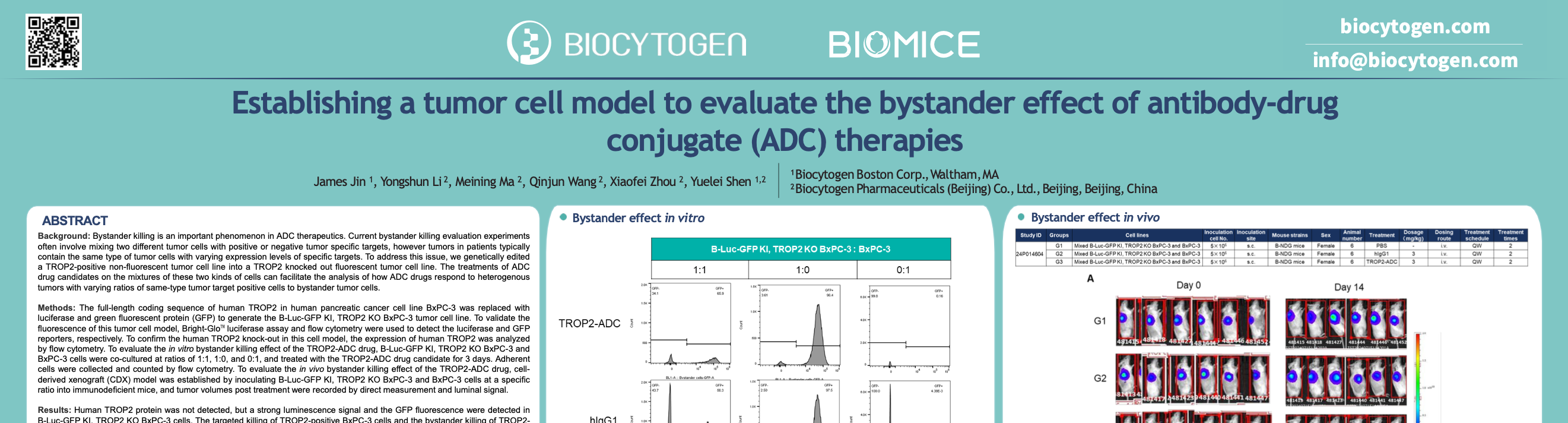 SITC 2024: Establishing a tumor cell model to evaluate the bystander ...